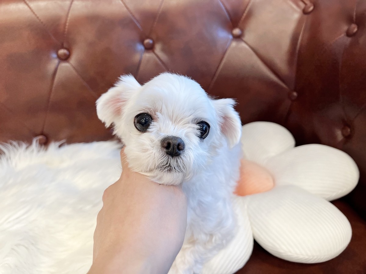 부산점 크리 브리티쉬숏헤어분양 토이푸들분양 애완견분양 폼피츠분양 유기묘무료분양 말티푸분양 강남고양이분양 말티즈분양 강아지무료분양 유기견무료분양 유기묘입양 유기묘무료