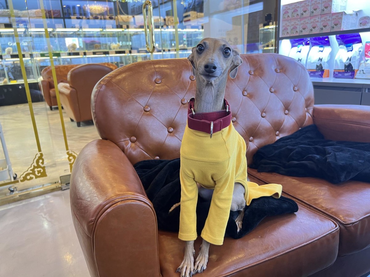 이탈리안그레이하운드 벨라 시베리안허스키 비숑분양가 포메 그레이하운드분양 광주애견샵 폼스키 유기견무료입양 위례강아지분양 강아지무료분양 유기견무료분양 유기묘입양 유기묘