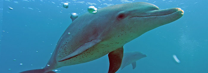 돌고래의 전기장 감지 능력 : 진화론에 의해서 이러한 발견은 지연되고 있었다. : 한국창조과학회