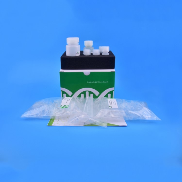 Blood Genomic DNA Kit (Spin Column) : CHEMCOKOREA 켐코코리아