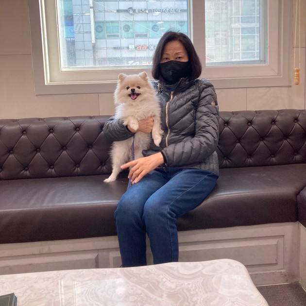 포메라니안 봄이 책임분양 비숑프리제분양가 유기견 미니비숑 웰시코기분양 스피츠 요크셔테리어분양 먼치킨고양이 노르웨이숲고양이분양