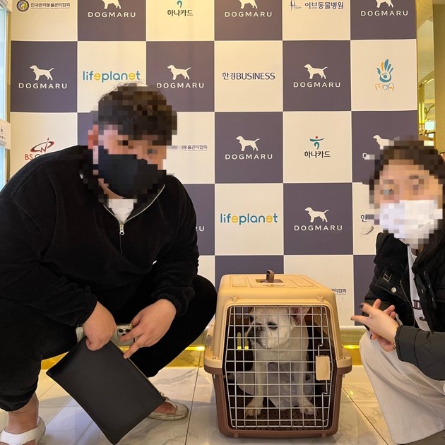브랜치불독 복태 브리티쉬숏헤어분양 토이푸들분양 애완견분양 폼피츠분양 유기묘무료분양 말티푸분양 강남고양이분양 말티즈분양 빅토리아펫보호소 입양완료