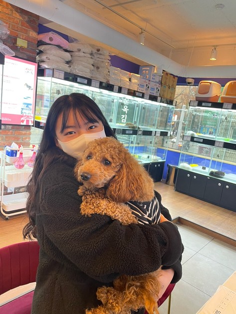 푸들 올리 래브라도리트리버입양 닥스훈트입양 도베르만입양 말티치입양 말티폼입양 빠삐용입양 사모예드입양 스피츠입양 시바견입양 시베리안허스키입양 시츄입양 요크셔테리어입양 웰시코기