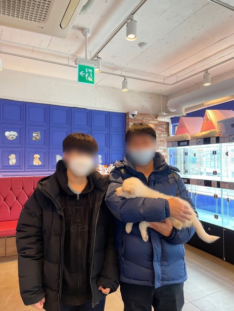 믹스견 노랑 이탈리아그레이하운드입양 치와와입양 폼스키입양 폼치입양 폼피츠입양 푸숑입양 고양이입양 랙돌입양 러시안블루입양 먼치킨입양 브리티쉬숏헤어입양 노르웨이숲입양 뱅갈입양