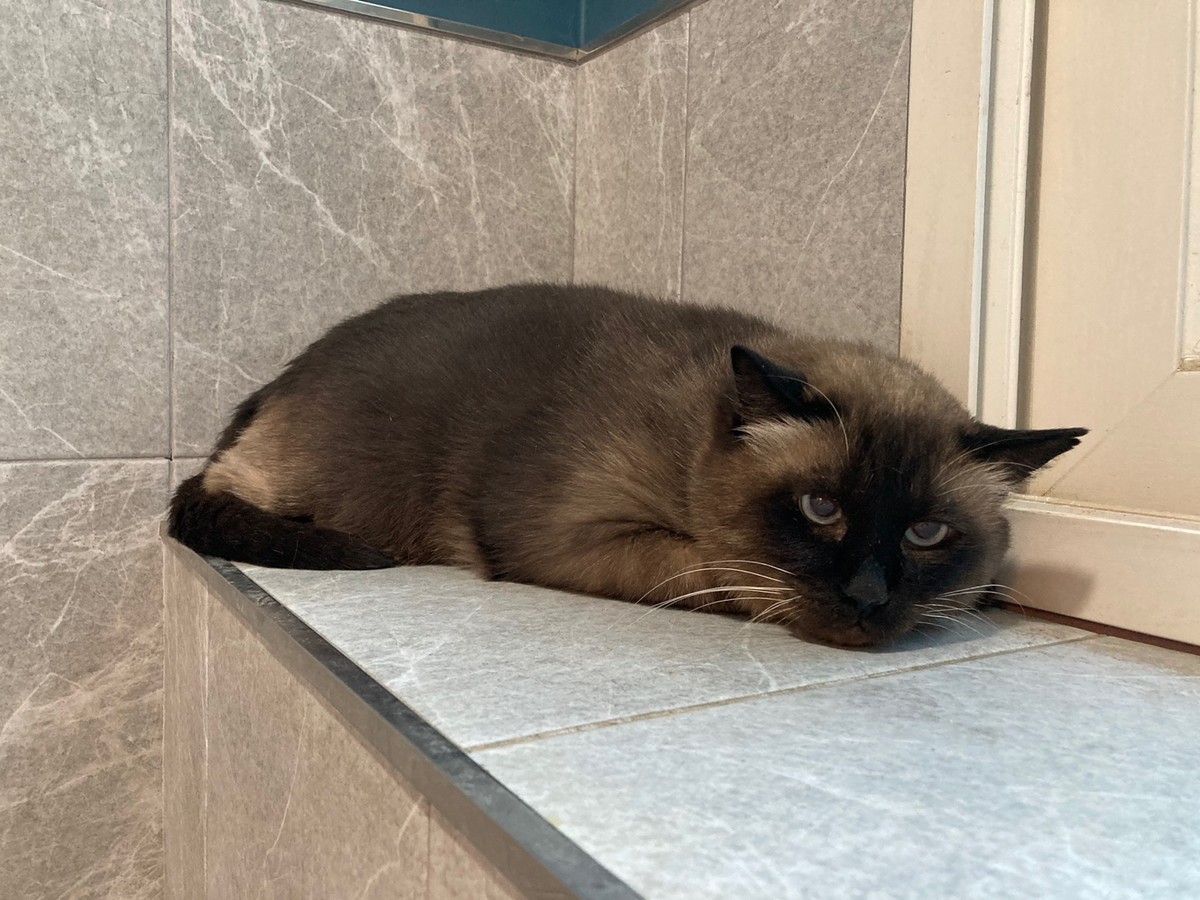 샴 머드 책임분양 허스키 부산포메라니안분양 비숑분양 대구강아지무료분양 말티푸성견 대구말티즈분양 믹스견 포매라니안 강아지무료분양 유기견무료분양 유기묘입양 유기묘무료