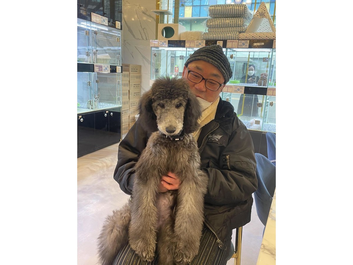 스탠다드푸들 누리 애완견성격 반려견성격 소형견크기 중형견크기 미니비숑프리제크기 토이푸들크기 골든리트리버크기 래브라도리트리버크기 닥스훈트크기 도베르만크기 말티치크기 말티폼크기