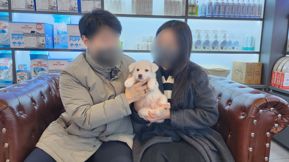 진도믹스 초 프렌치불독크기 빠삐용크기 파피용크기 사모예드크기 스피츠크기 시바견크기 시베리안허스키크기 시츄크기 요크셔테리어크기