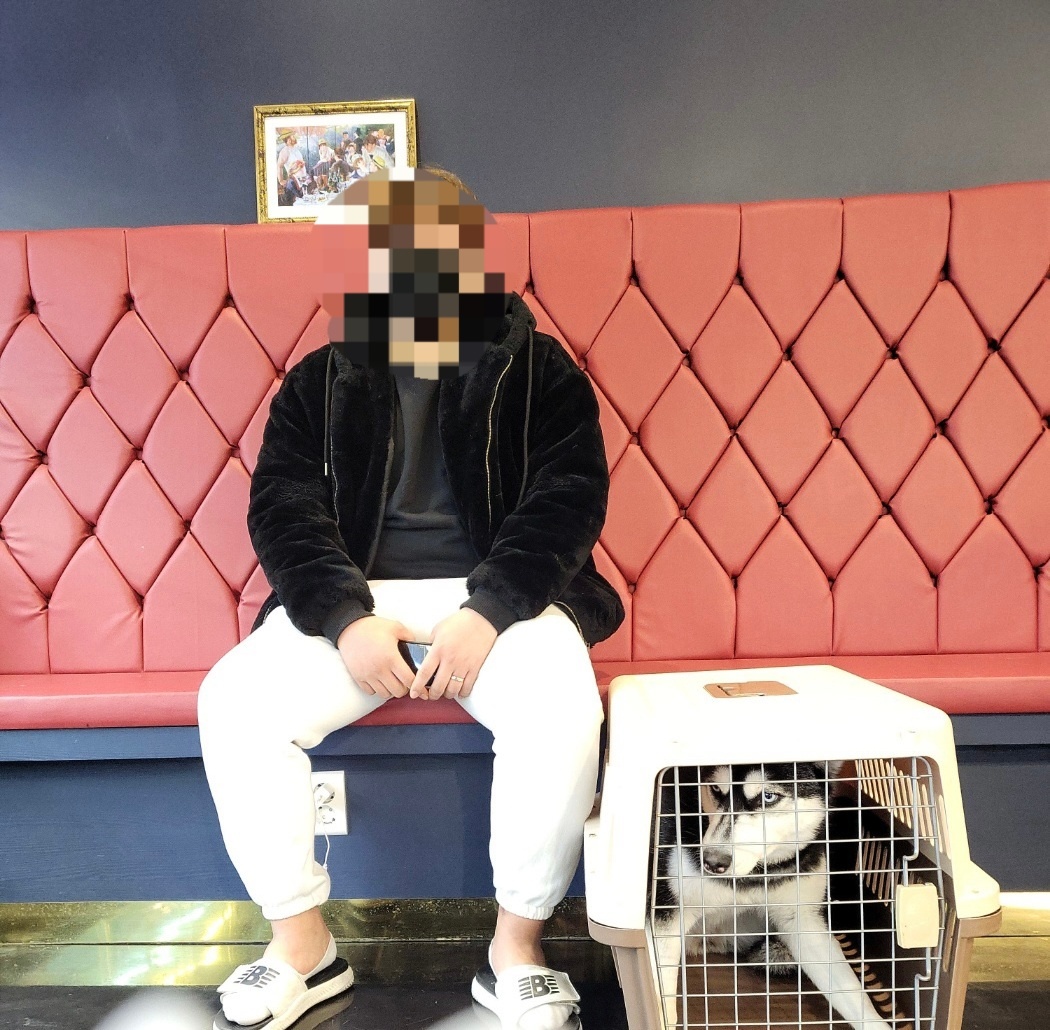 허스키 하루 털빠짐없는브리티쉬숏헤어키우기 털빠짐없는스코티쉬폴드키우기 털빠짐없는러시안블루키우기 털빠짐없는강아지키우기 털빠짐없는고양이키우기 털빠짐없는강아지종류 털빠짐없는고양이