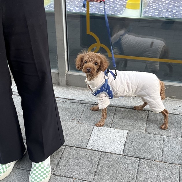 푸들 꼬미 비숑프리제분양가 유기견 미니비숑 웰시코기분양 스피츠 요크셔테리어분양 먼치킨고양이 노르웨이숲고양이분양 강아지무료분양 유기견무료분양 유기묘입양 유기묘무료분양