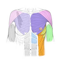 Chest muscle diagram 2 (female) : INFOGRAPHY (인포그라피)
