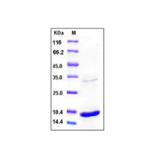 TNF-alpha Protein, Human, Recombinant, HPLC-verified : HLB바이오스텝 B2B MALL