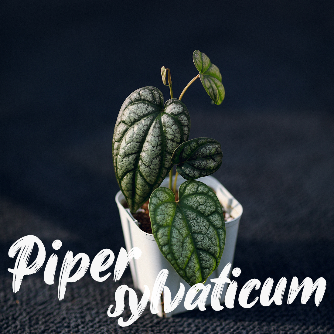 Piper sylvaticum 파이퍼 실바티쿰 / 실바티컴 키우기쉬운 희귀식물