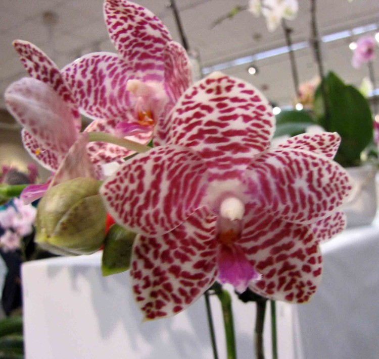 Phalaenopsis brother glory 'Long Fong' AM/AOS : 식물을키우는감각