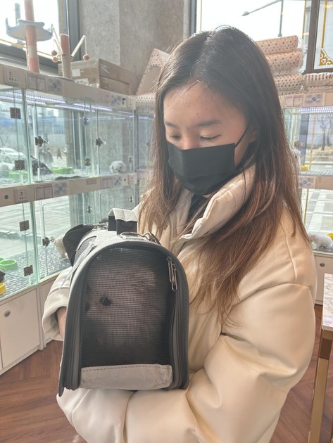 포메라니안 토리 고양이보호소 유기견보호소 유기묘보호소 비숑프리제책임분양 포메라니안책임분양 말티즈책임분양 말티푸책임분양 푸들책임분양 먼치킨책임분양 랙돌책임분양 브리티쉬숏헤어