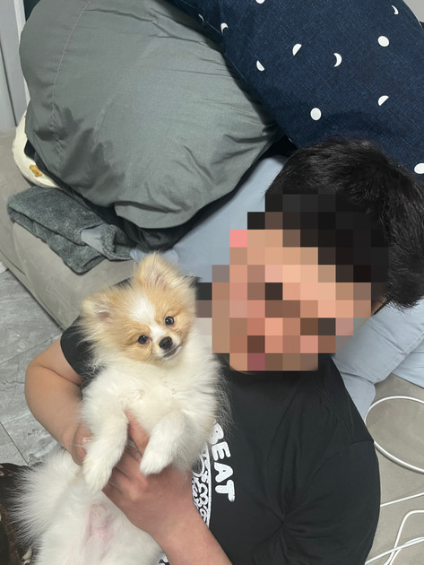 폼피츠 콩이 말티즈크기 말티푸크기 푸들크기 먼치킨크기 랙돌크기 브리티쉬숏헤어크기 스코티쉬폴드크기 러시안블루크기 강아지크기 고양이크기 유기견임시보호 유기묘임시보호 강아지임시