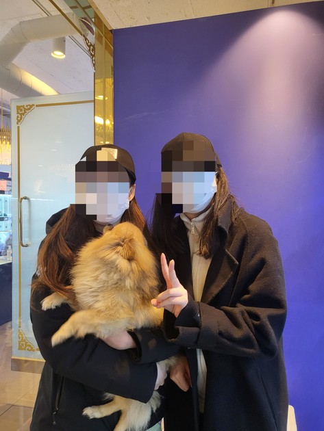 포메라니안 레몽 폼스키크기 폼치크기 폼피츠크기 푸숑크기 노르웨이숲크기 데본렉스크기 뱅갈크기 샴크기 셀커크렉스크기 스핑크스크기 아메리칸숏헤어크기 아메리칸컬크기 아비시니안크기