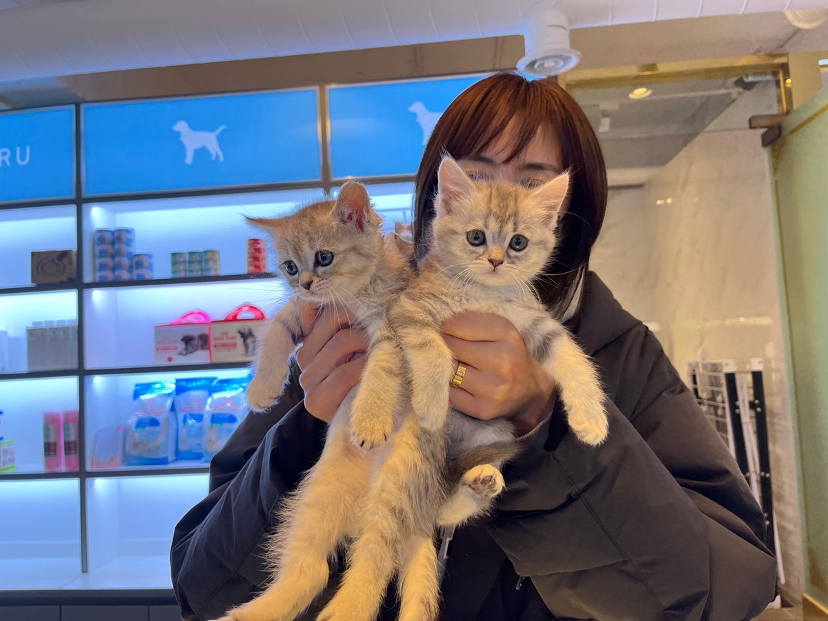 브리티시 루비리치 애완견성격 반려견성격 소형견크기 중형견크기 미니비숑프리제크기 토이푸들크기 골든리트리버크기 래브라도리트리버크기 닥스훈트크기 도베르만크기 말티치크기 말티폼