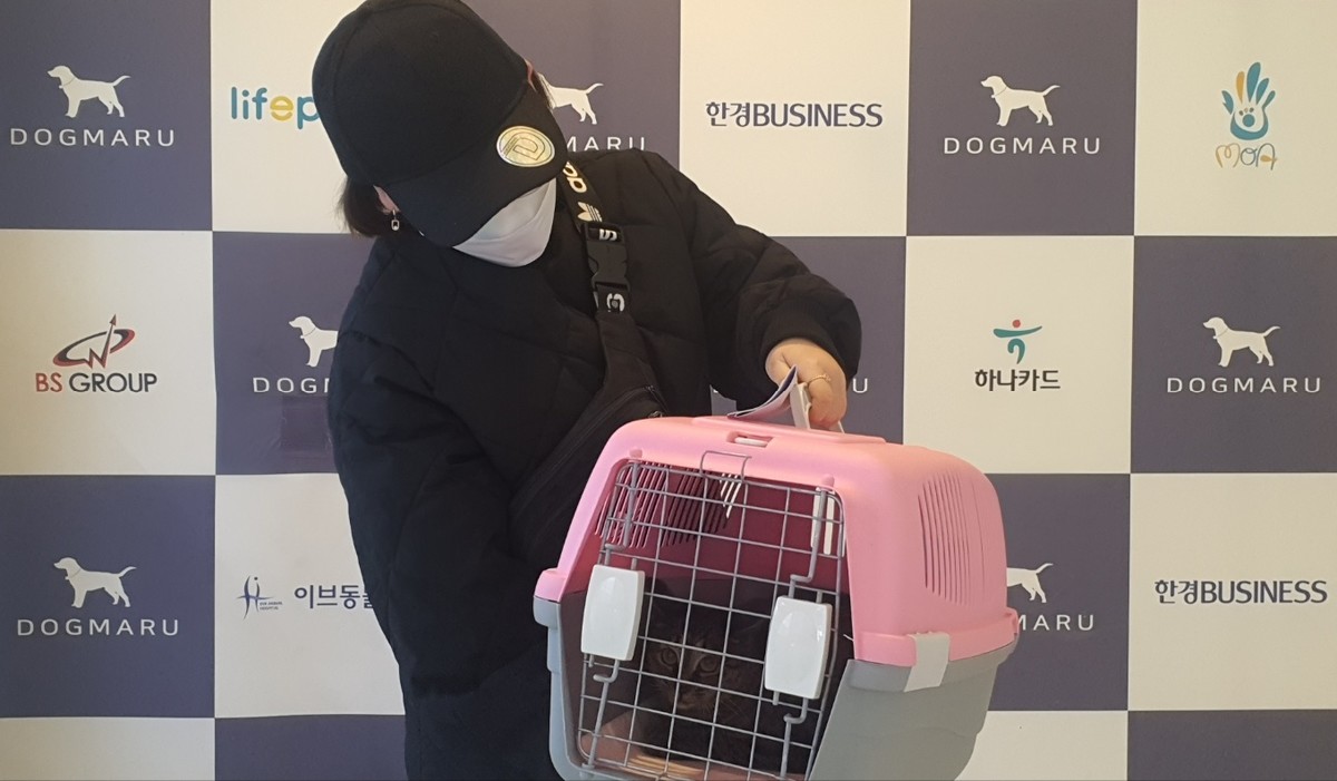 코리안숏헤어 챔배 비숑프리제분양가 유기견 미니비숑 웰시코기분양 스피츠 요크셔테리어분양 먼치킨고양이 노르웨이숲고양이분양 빅토리아펫보호소 입양완료