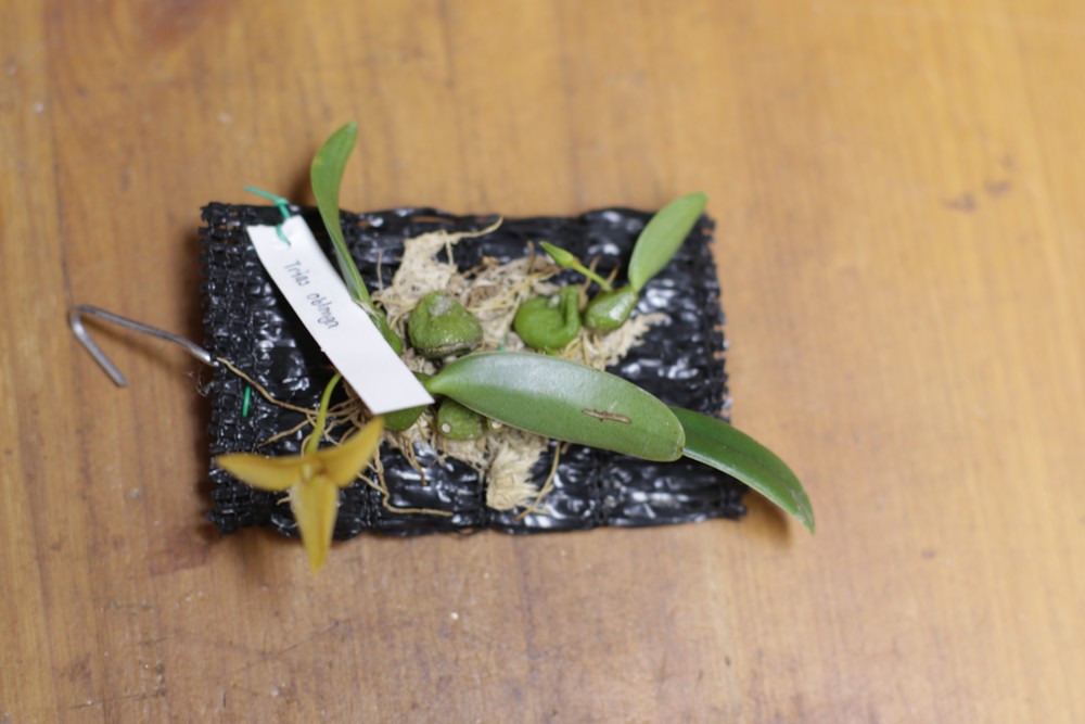 식물을키우는감각