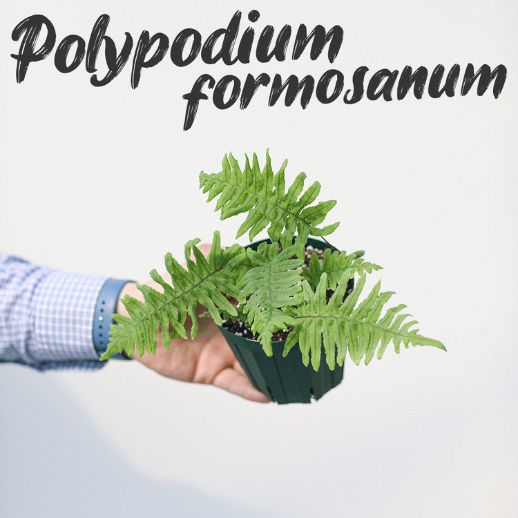 Polypodium formosanum 폴리포디움 포르모사넘 (누에발 고사리) / 양치식물 실내식물 희귀고사리