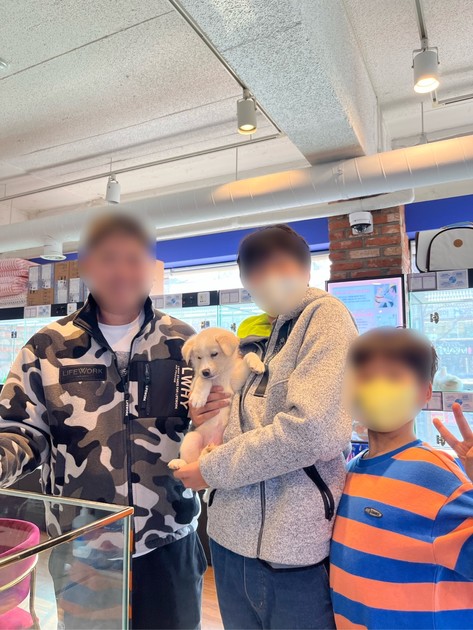 진도믹스 하얀이 사모예드특징 스피츠특징 시바견특징 시베리안허스키특징 시츄특징 요크셔테리어특징 웰시코기특징 이탈리아그레이하운드특징 치와와특징 코카스파니엘특징 폼스키특징 폼치