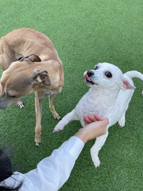 비숑프리제 사야 비숑프리제분양가 유기견 미니비숑 웰시코기분양 스피츠 요크셔테리어분양 먼치킨고양이 노르웨이숲고양이분양 강아지배변훈련 도그마루 홈스쿨 강아지훈련소 강아지