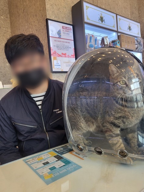 코리안숏헤어 냥이 사모예드책임분양 스피츠책임분양 시바견책임분양 시베리안허스키책임분양 시츄책임분양 요크셔테리어책임분양 웰시코기책임