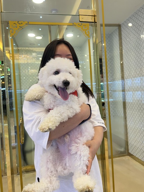 비숑프리제 별이 털빠짐없는스코티쉬폴드분양 털빠짐없는러시안블루분양 털빠짐없는강아지분양 털빠짐없는고양이분양 털빠짐없는유기견분양 털빠짐없는유기묘분양 털빠짐없는비숑프리제키우기