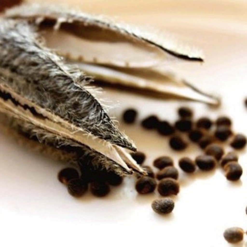 Ambrette Seed : 로더랩 (L'odeur LAB)