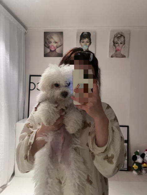 도그마루보호소 비숑프리제 뽈락이 입양완료 토이브리티쉬숏헤어입양 토이스코티쉬폴드입양 토이러시안블루입양 토이강아지입양 토이고양이입양 오드아이먼치킨무료분양 오드아이랙돌무료분양