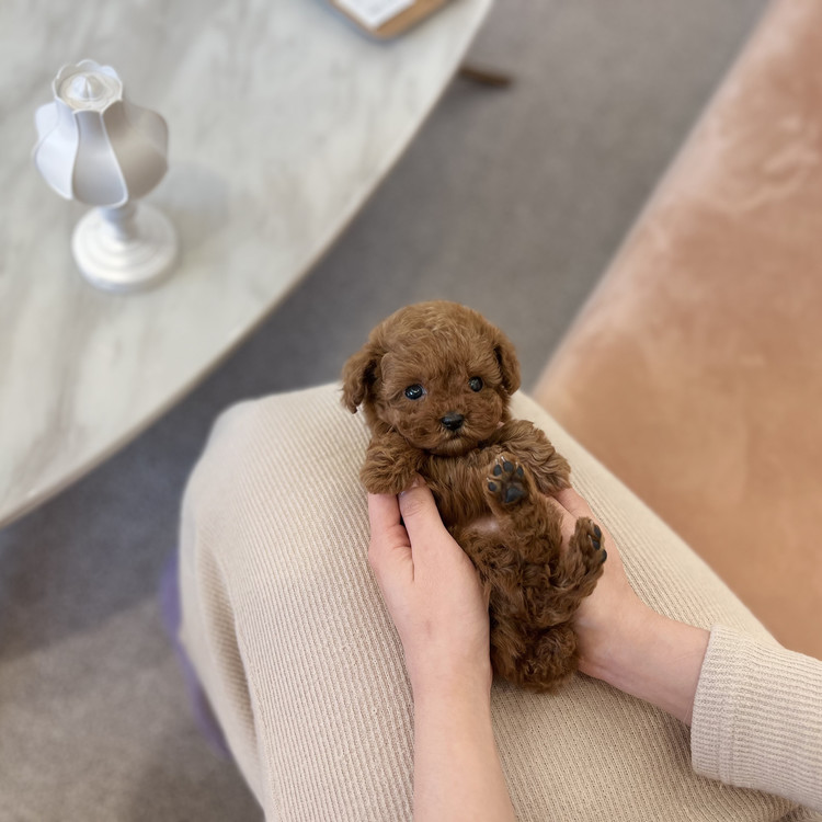 How Much Is A Cinnamon Micro Poodle Cost