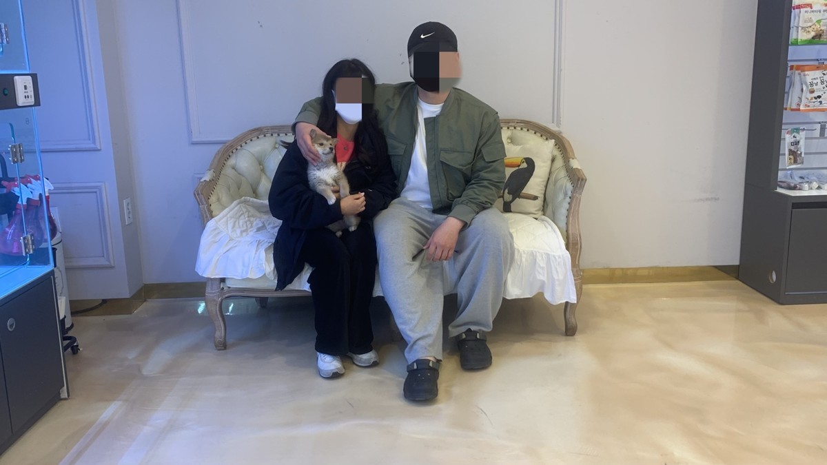 시바이누 뚱이 폼스키크기 폼치크기 폼피츠크기 푸숑크기 노르웨이숲크기 데본렉스크기 뱅갈크기 샴크기 셀커크렉스크기 스핑크스크기 아메리칸숏헤어크기 아메리칸컬크기 아비시니안크기