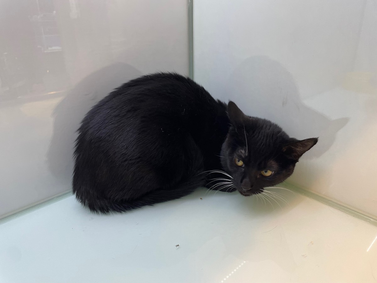 비숑프리제분양가 유기견 미니비숑 웰시코기분양 스피츠 요크셔테리어분양 먼치킨고양이 노르웨이숲고양이분양 양똥이 책임분양 강아지배변훈련 도그마루 홈스쿨 강아지훈련소 강아지