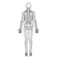 Body structure (posterior) : INFOGRAPHY (인포그라피)