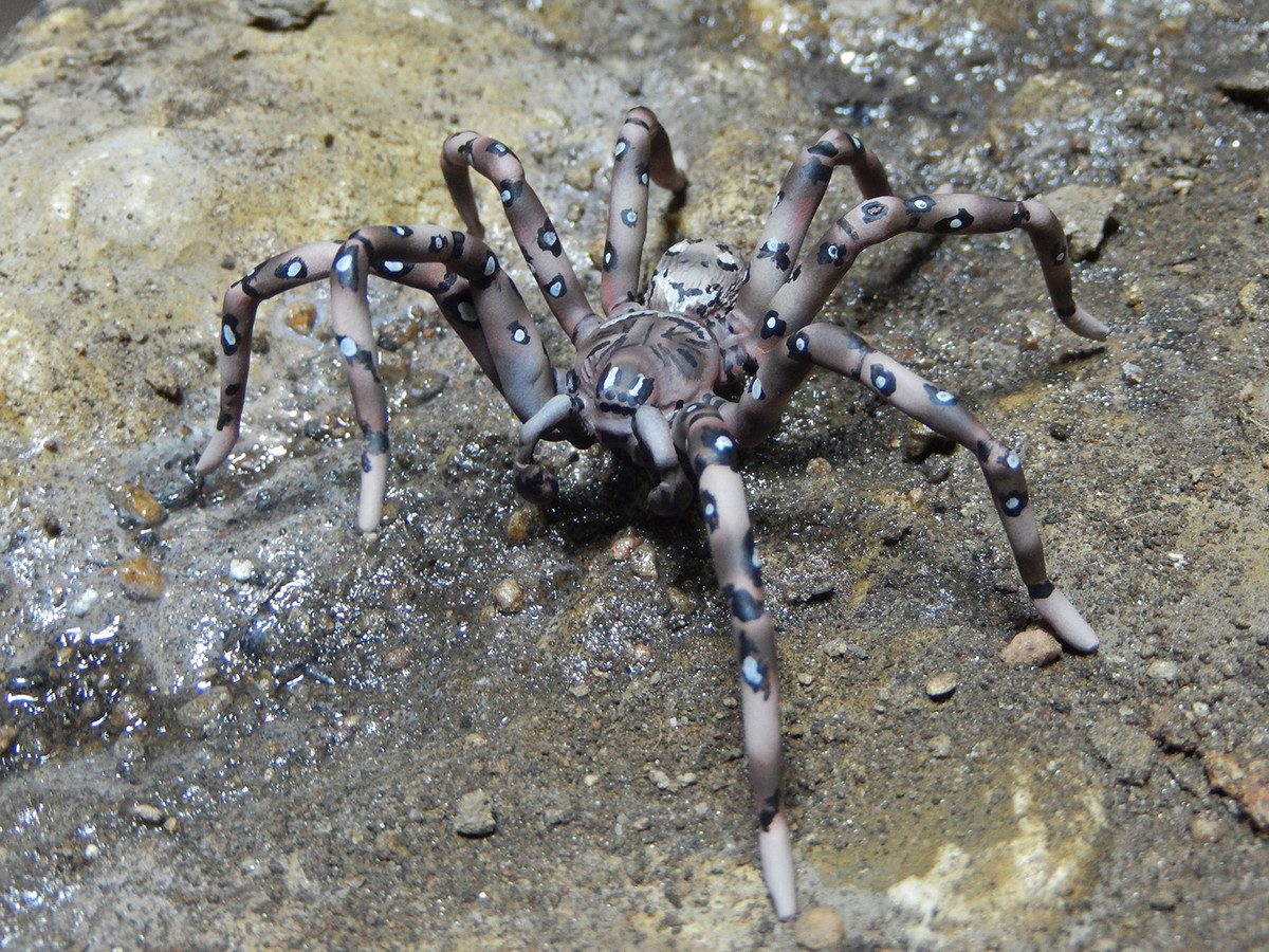 한국농발거미 모형 : 노리모형 동ㆍ식물 모형 포트폴리오 페이지 입니다