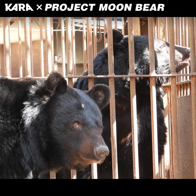 사육곰 두 마리 구조 이야기 : 곰 보금자리 프로젝트 : Project Moon Bear