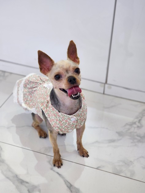 요크셔테리어 앵두 골든리트리버분양 래브라도리트리버 골든리트리버무료분양 브리티쉬숏헤어 프렌치불독 리트리버 웰시코기무료분양 노르웨이숲고양이 강아지무료분양 유기견무료분양