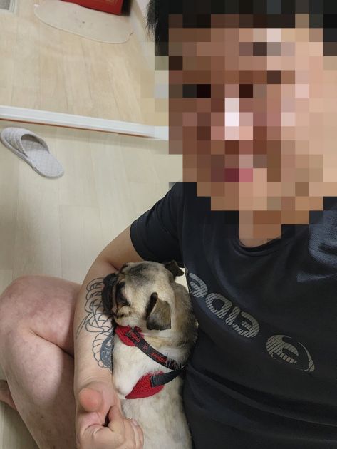 퍼그 치치 프렌치불독크기 빠삐용크기 파피용크기 사모예드크기 스피츠크기 시바견크기 시베리안허스키크기 시츄크기 요크셔테리어크기 웰시코기크기 이탈리아그레이하운드크기 치와와크기