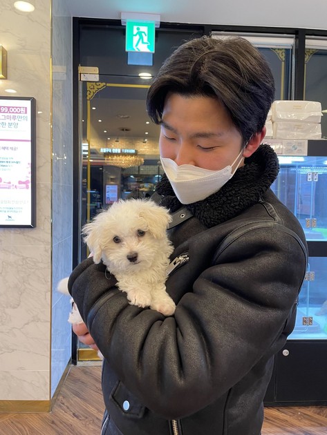 비숑프리제 숑이 사모예드책임분양 스피츠책임분양 시바견책임분양 시베리안허스키책임분양 시츄책임분양 요크셔테리어책임분양 웰시코기책임