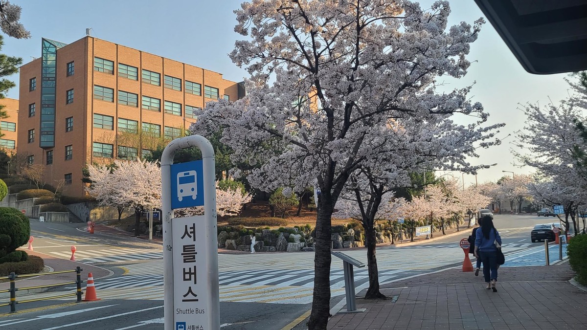 벚꽃 명소 단국대 죽전캠퍼스를 걸어보며🌸 단국대학교 총동창회