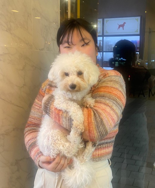 비숑 프리제 머랭이 하이랜드폴드책임분양 애완견책임분양 반려견책임분양 소형견키우는방법 중형견키우는방법 대형견키우는방법 미니비숑프리제키우는방법 토이푸들키우는방법 골든리트리버