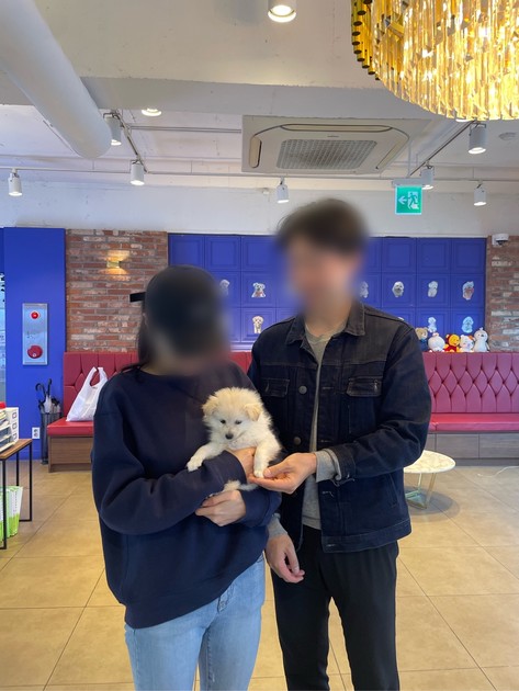 믹스견 파 말티푸전문무료분양 푸들전문무료분양 먼치킨전문무료분양 랙돌전문무료분양 브리티쉬숏헤어전문무료분양 스코티쉬폴드전문무료분양 러시안블루전문무료분양 강아지전문무료분양 고양이