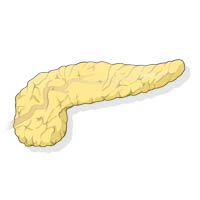 Pancrea : INFOGRAPHY (인포그라피)