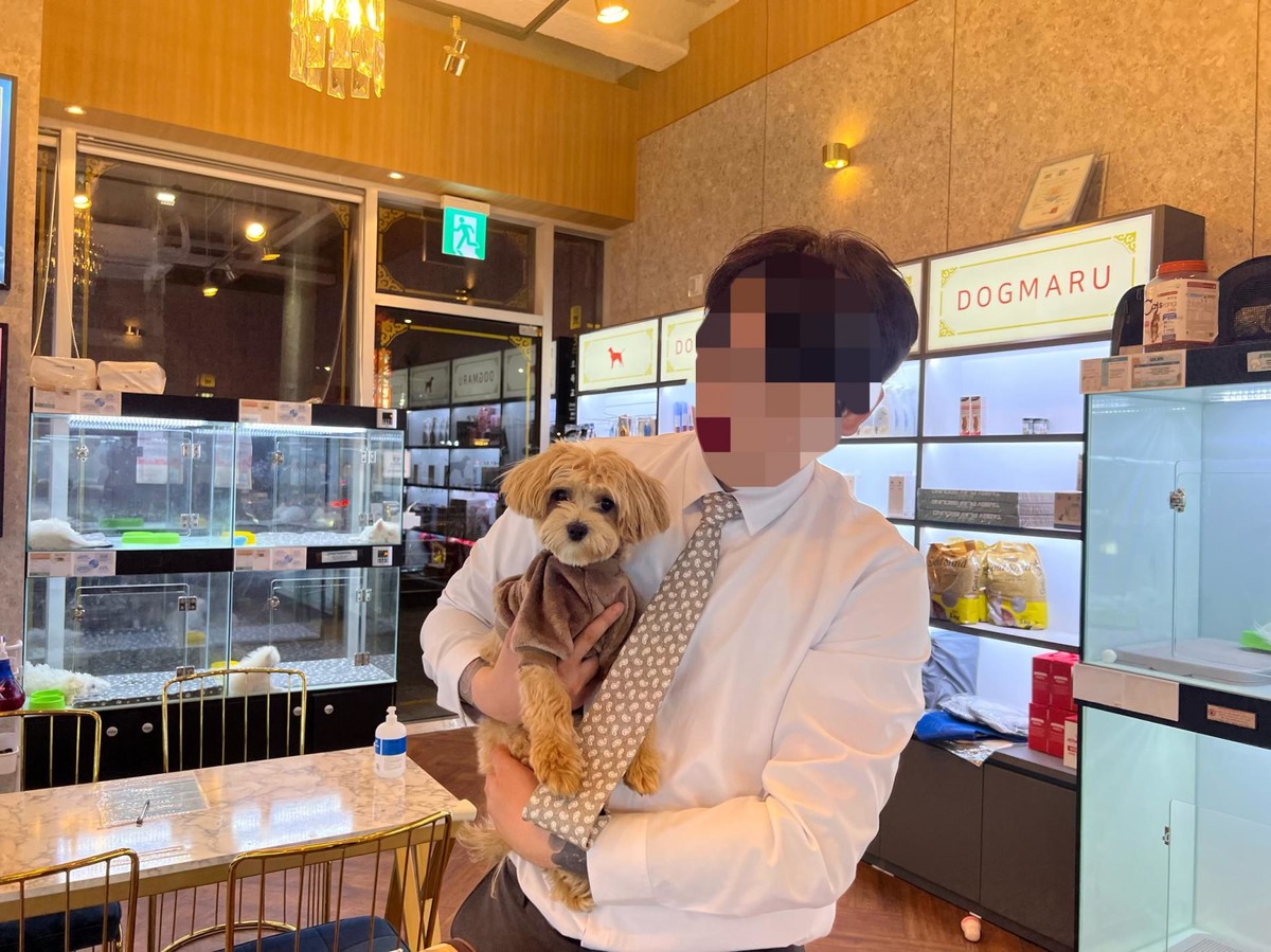 말티푸 로리 샴입양 셀커크렉스입양 스코티쉬폴드입양 스핑크스입양 아메리칸숏헤어입양 아비시니안입양 터키시앙고라입양 페르시안입양 애완견입양 반려견입양 털빠짐없는소형견종류