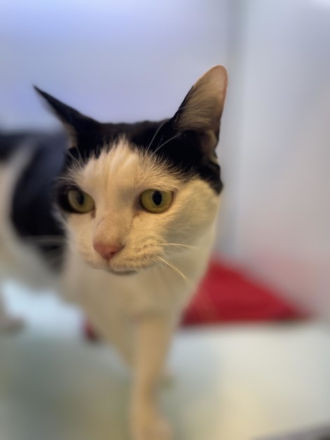 비숑프리제분양가 유기견 미니비숑 웰시코기분양 스피츠 요크셔테리어분양 먼치킨고양이 노르웨이숲고양이분양 코리안숏헤어 마두 강아지배변훈련 도그마루 홈스쿨 강아지훈련소