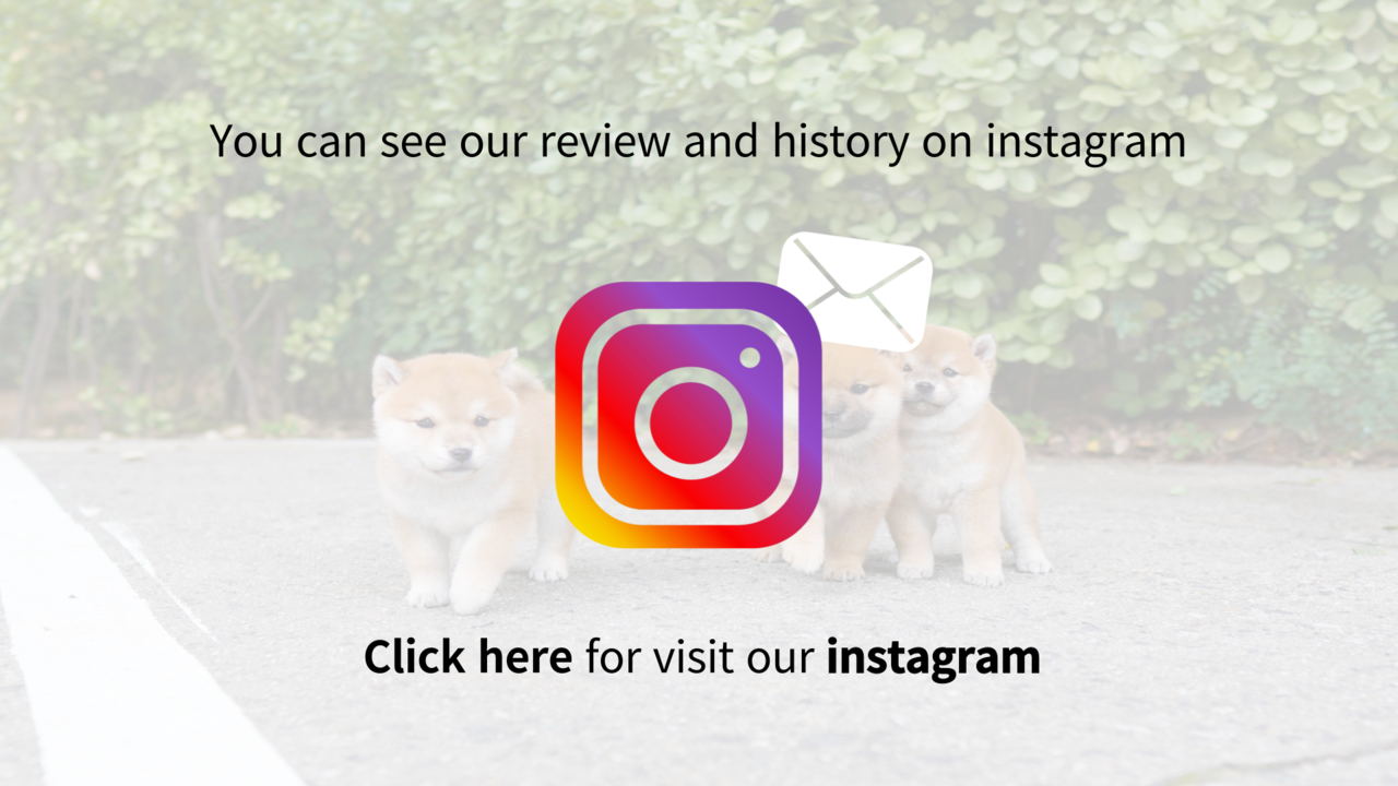 Louismong | KCJ Certified Mameshiba & Shiba Inu Breeder