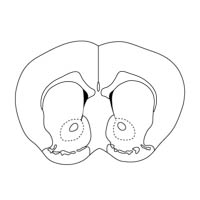 Mouse brain (coronal, basal forebrain ) : INFOGRAPHY (인포그라피)