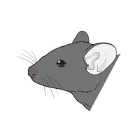 Mouse head (lateral) : INFOGRAPHY (인포그라피)