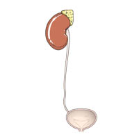 Urinary tract (normal) : INFOGRAPHY (인포그라피)