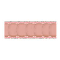Large intestine (cross-section) : INFOGRAPHY (인포그라피)